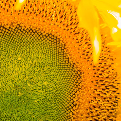 Goethean Science - Arthur Zajonc